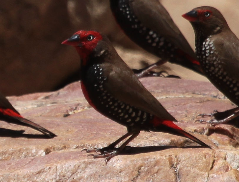 Richard Waring's Birds of Australia: Painted Finches and Black ...
