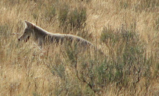 The Nature In Us: How Wolves Changed Yellowstone Park