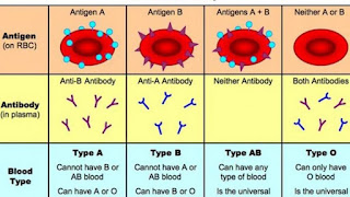 Blood Group ~ Dom-Domty Medicine Store Gombe