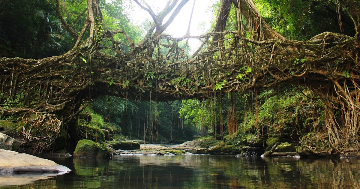 LIVING ROOT BRIDGES