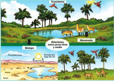 Historia y Geografía: Los Biomas