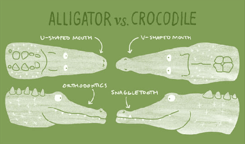 Kindergarten and Mooneyisms: 5 Minute Science Lesson - Alligator vs ...