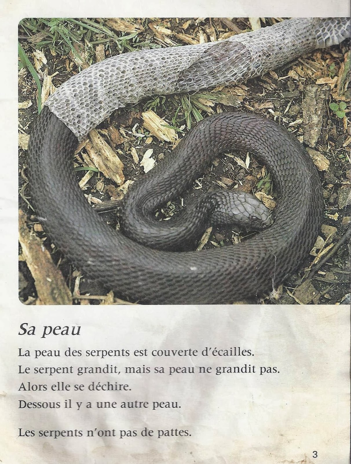 Leçons de choses: Le cobra