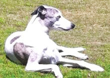 Silver Whippet