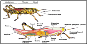 Ilmu Pangan dan Gizi: Belalang