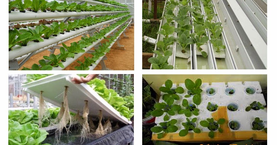 Cara Menanam Sayuran Dengan Hidroponik ~ Serba Budidaya