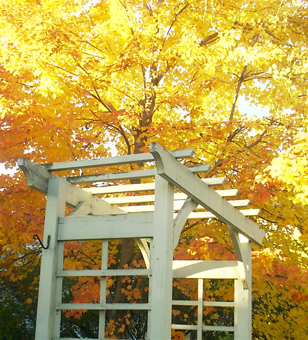 Ash Tree Cottage: Missing Fall