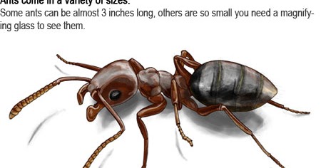 Ant facts for kids | Childhood Education