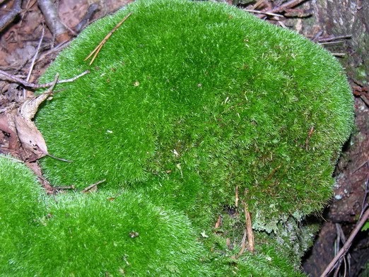 Variety of Life: Leucobryum