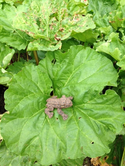 Margaret Montet: Finbar Visits Ireland, Part Two: Beyond Dublin City