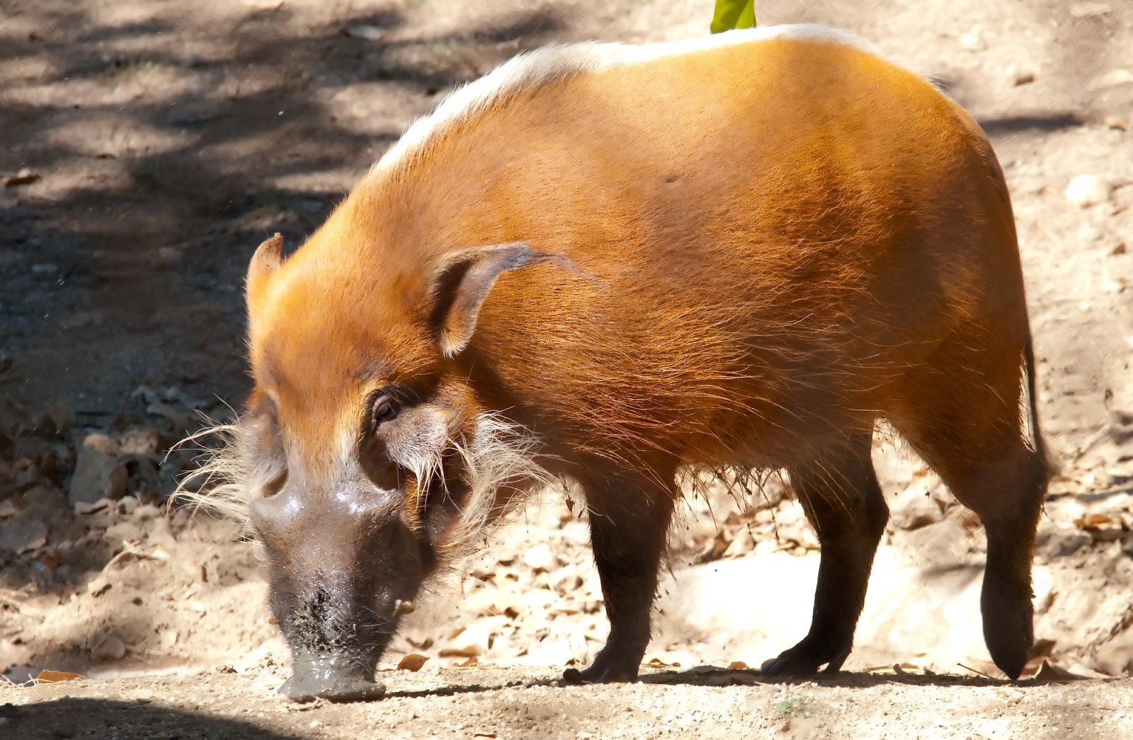 Animals: Red River Hog
