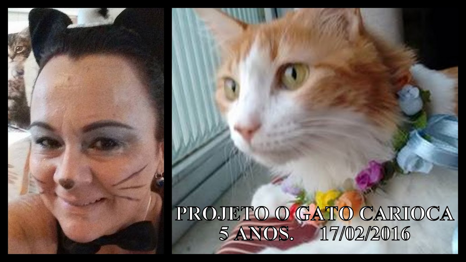 GATO CARIOCA: São cinco anos do Projeto O Gato Carioca mais de 4 mil ...