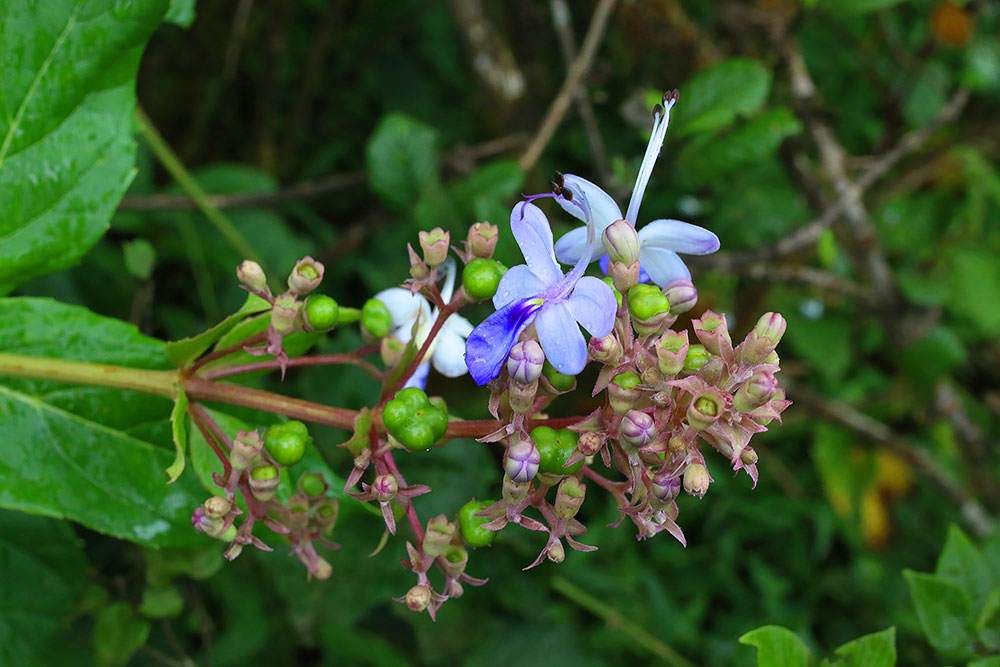 Kaas Plateau (UNESCO site) - a Travel Guide to the Valley of Flowers in ...