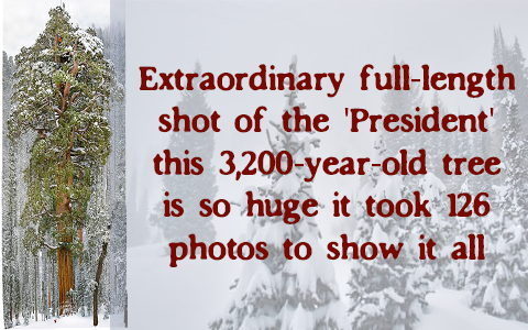 Garden and Farms: Extraordinary full-length shot of the 'President ...