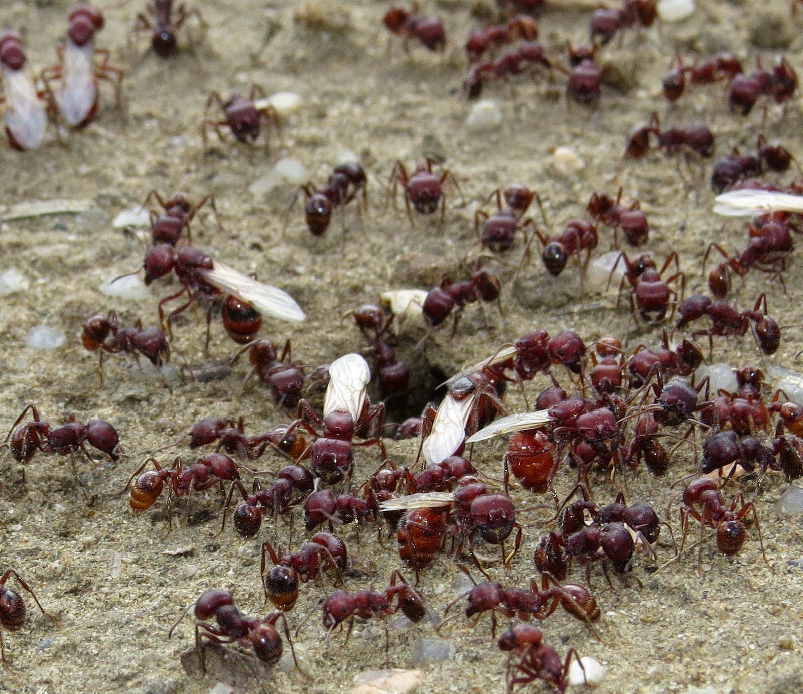 Bug Eric: Flying Ants