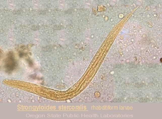 Themes of Parasitology