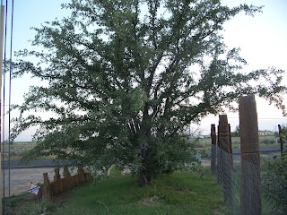 September Tree of the Month: New Mexico Live Oak