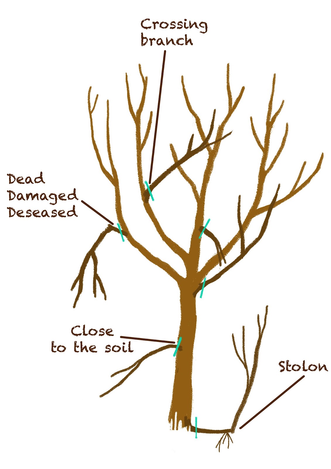 Queen's Orchard: 7 tips to prune a fruit tree