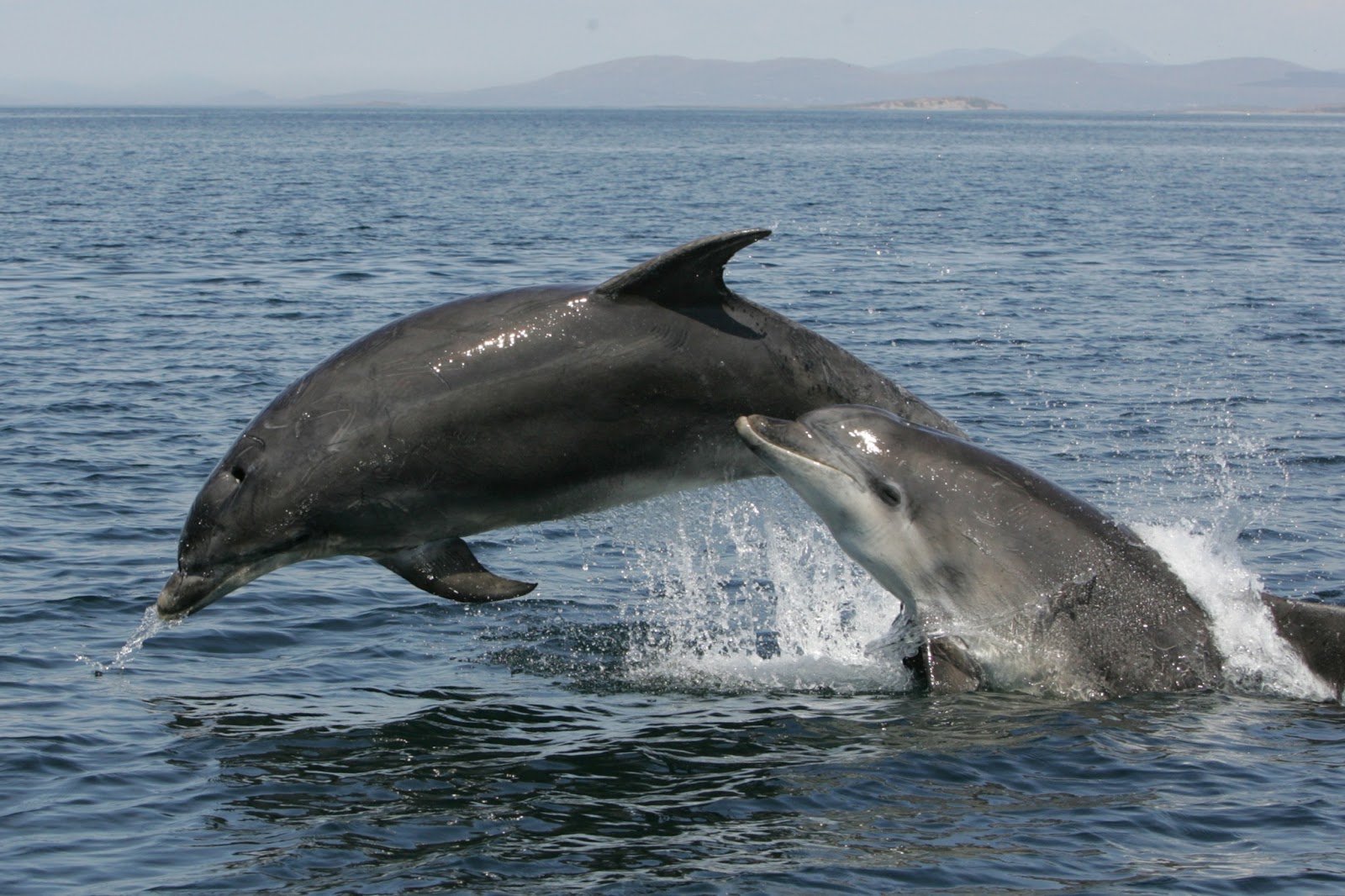 Irish bottlenose dolphin project: Project starting mid-May!