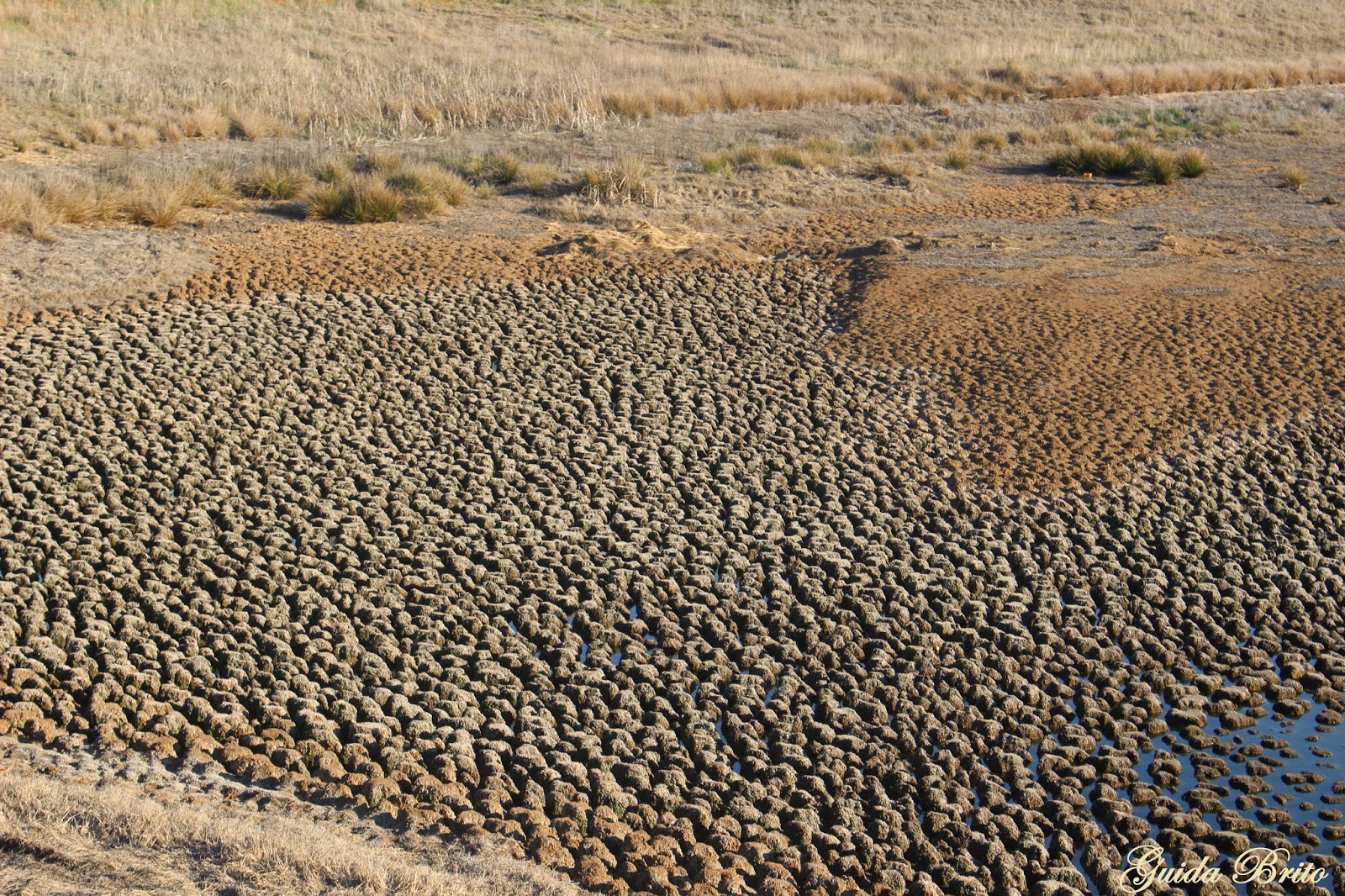 Navegantes de Ideias: Um Alentejo doído pela seca