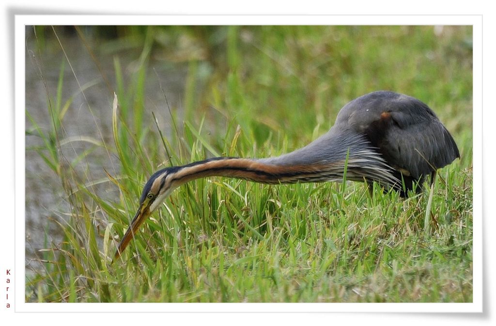 NATUURLIJK NEDERLAND: PURPER REIGER, POLDERS NEXT TOPMODEL