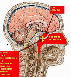 BELCANTO ITALIANO: Come si usa il palato molle nella tecnica vocale del ...