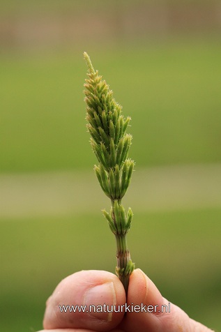 Heermoes (Equisetum arvense) - sterke oerplant