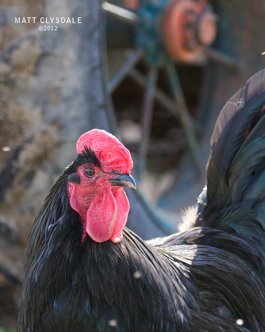 little piece of the wild: COCKADOODLEDOO!