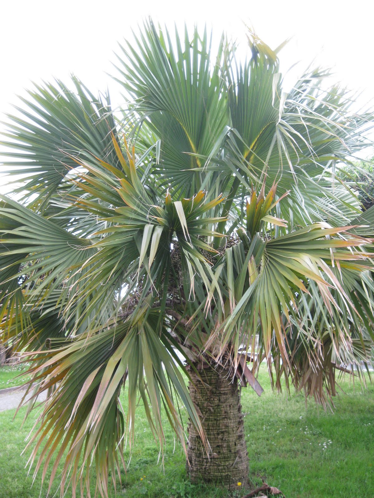 SeMiRiciclo: Sabal palmetto