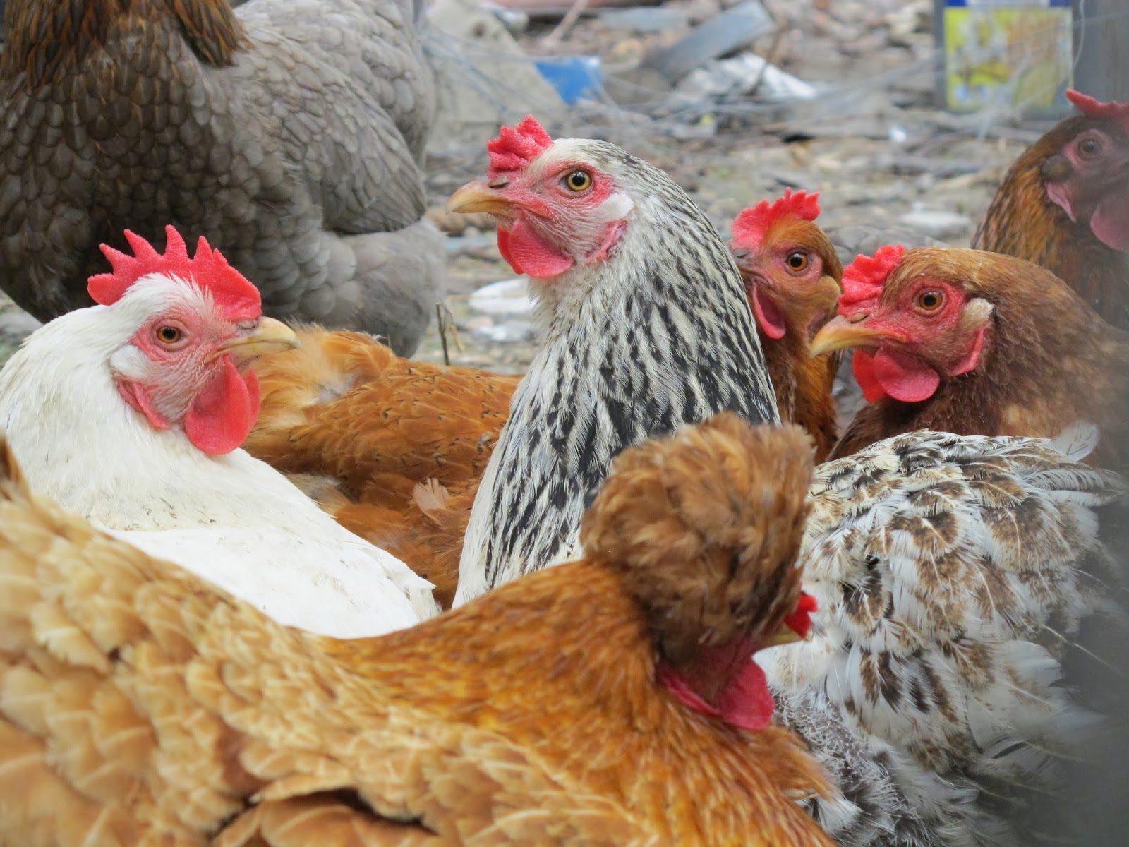 Floarea -bunica: Gainile