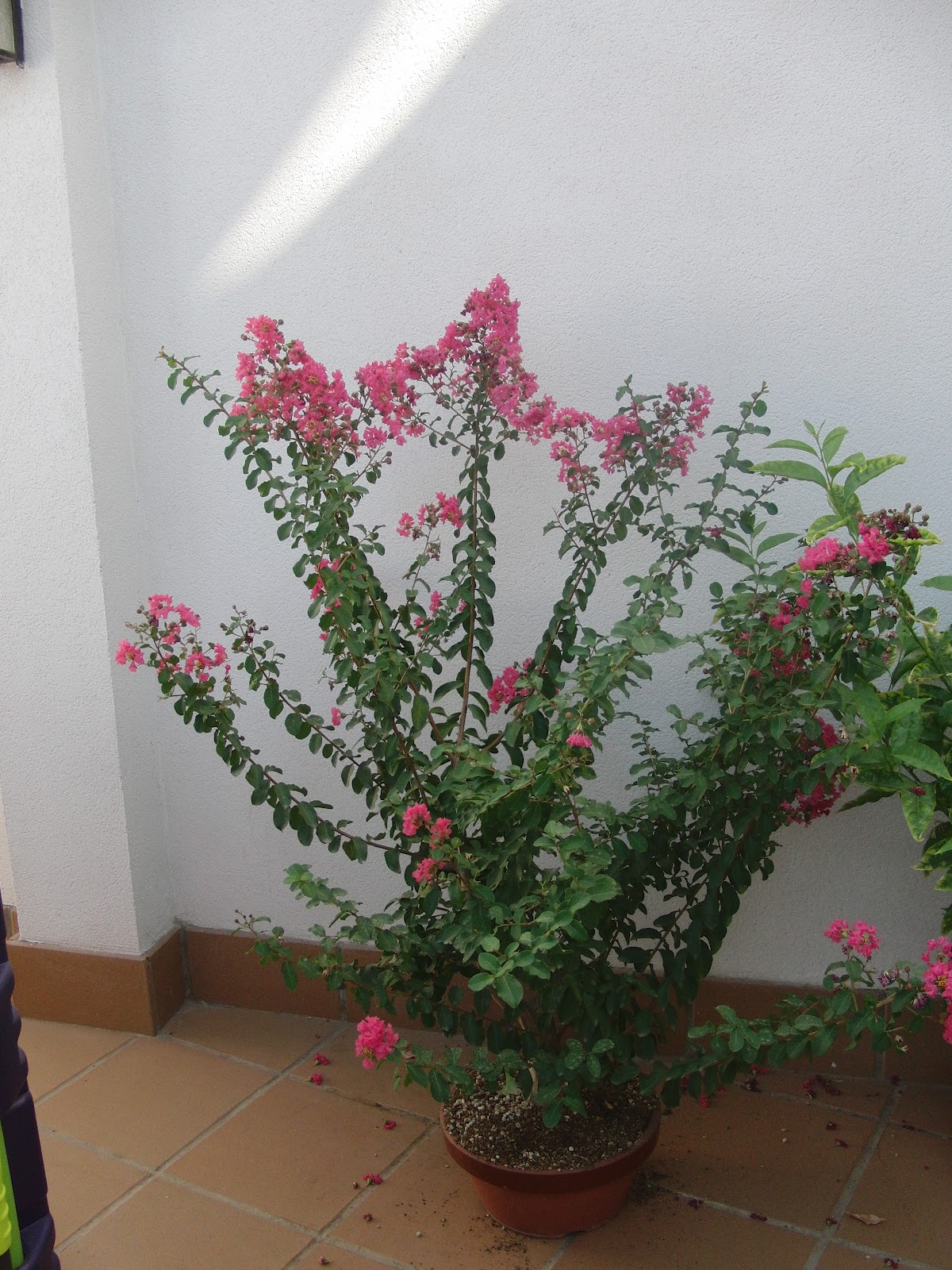 Jardin del Bonsai: Lagerstroemia indica,Arbol de jupiter