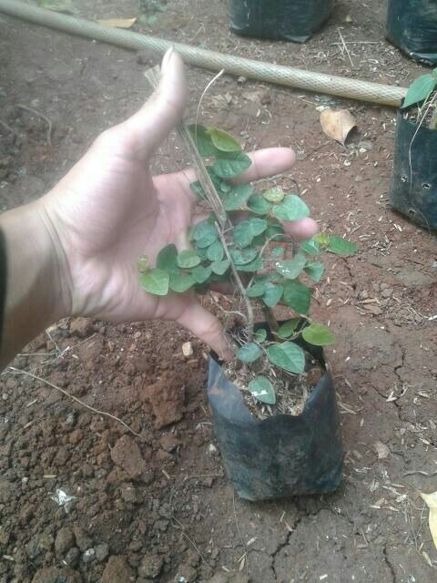 Jual Tanaman Dolar Rambat Daun Kecil dan Daun besar Murah | Pohon ...