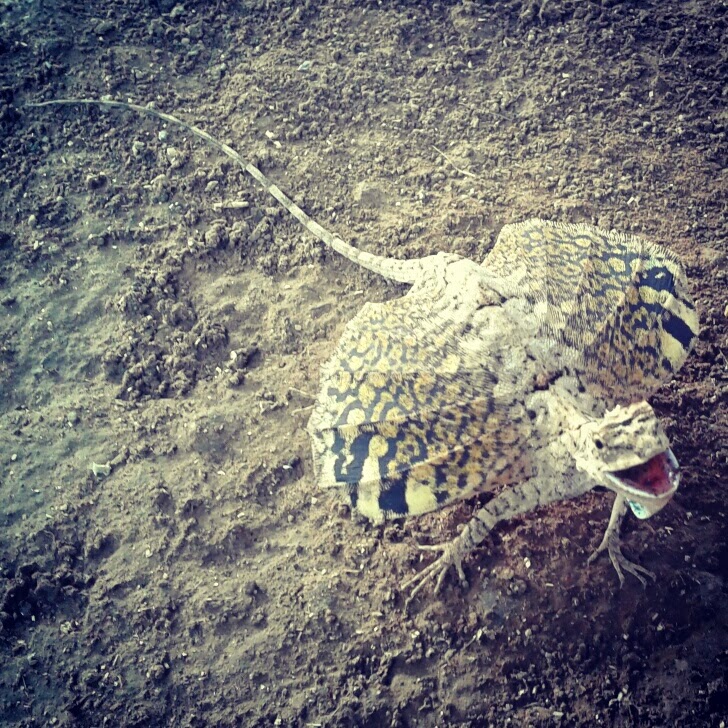 10 Binatang yang Bisa Terbang Tanpa Sayap