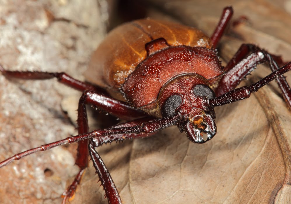 BunyipCo: October 2011