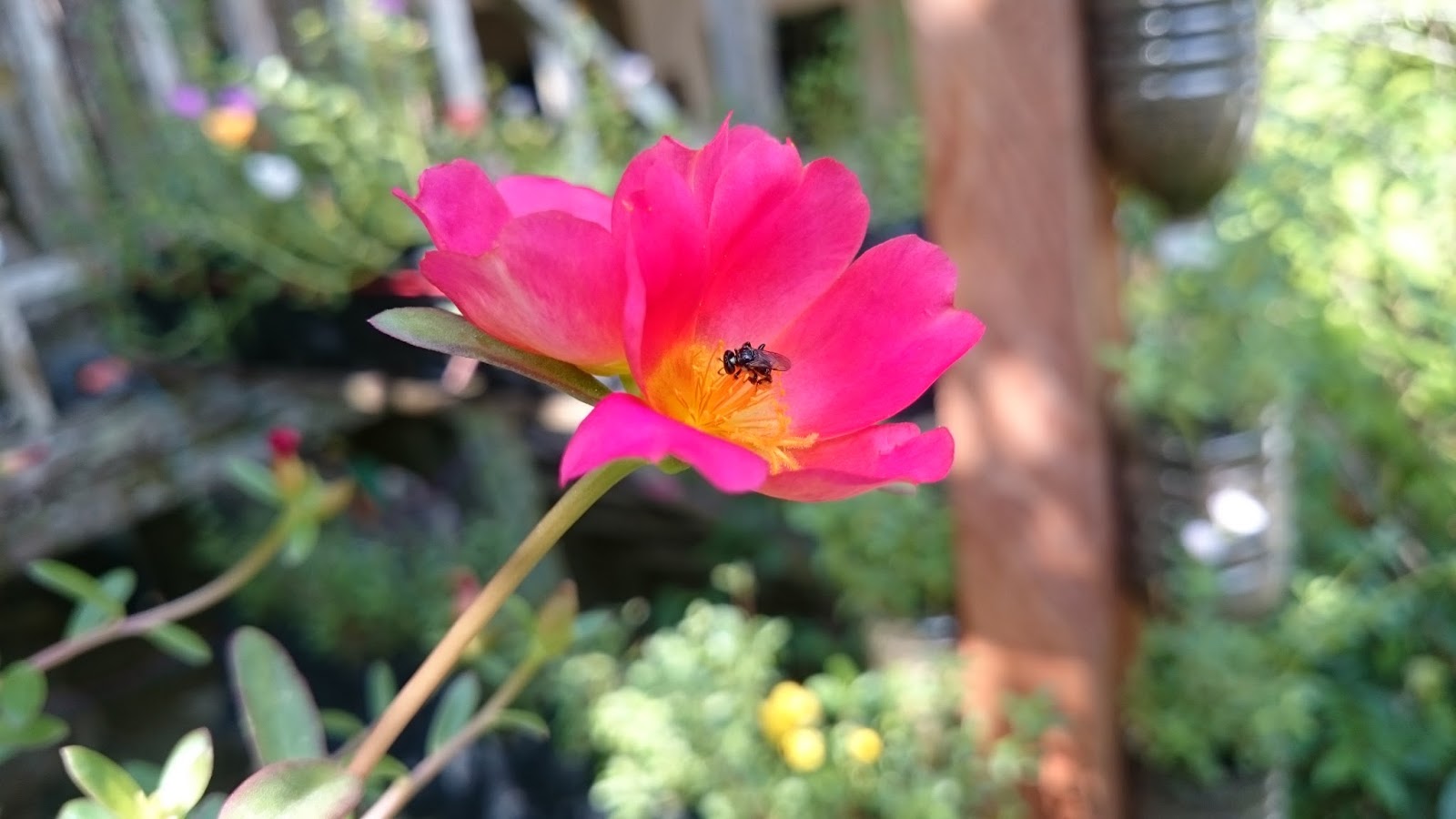 Bunga Kesukaan Lebah Kelulut