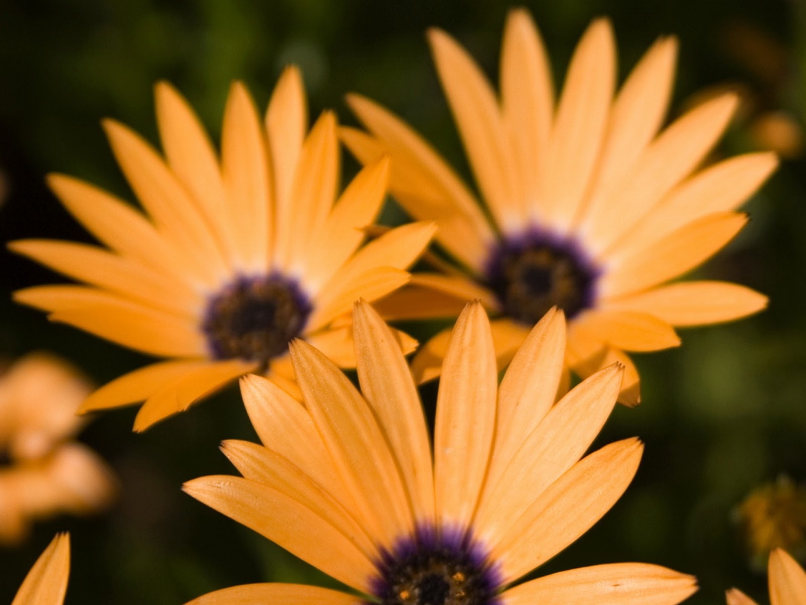 Flowers Collection - High Quality Wallpapers