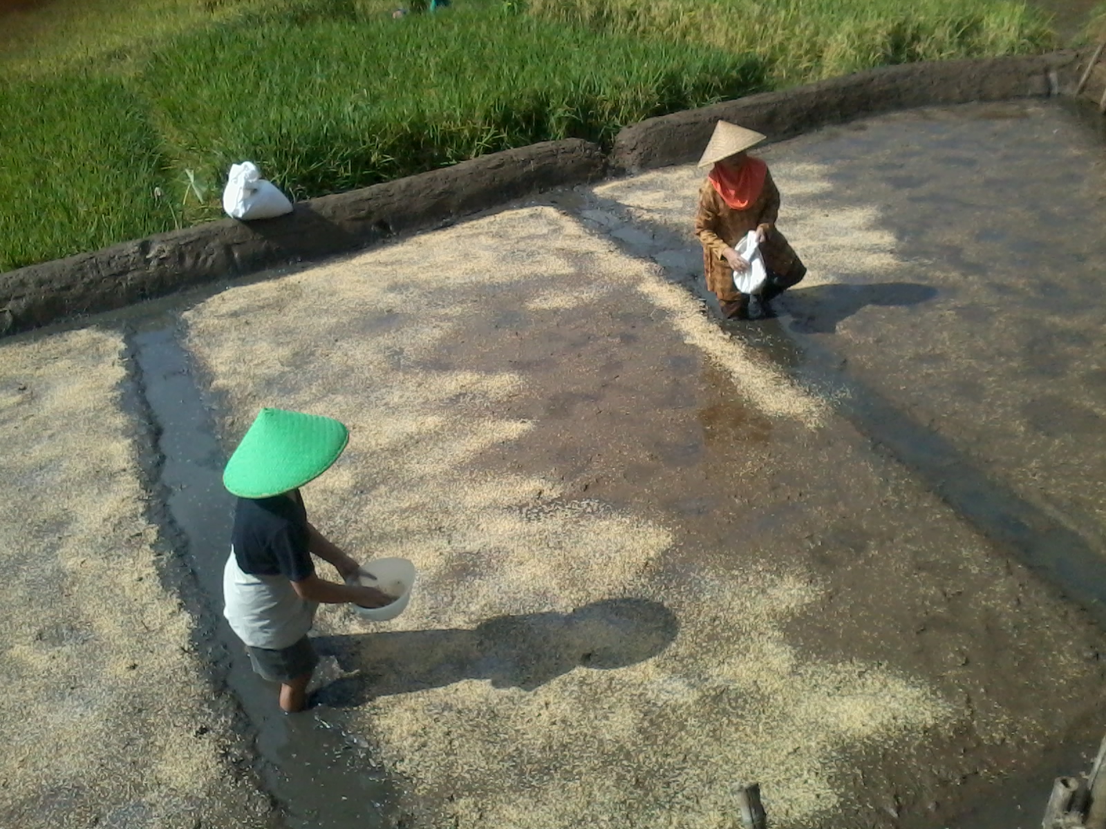 BP3K Sukahening : Pengertian, Sejarah, Varietas Benih Padi dan ...