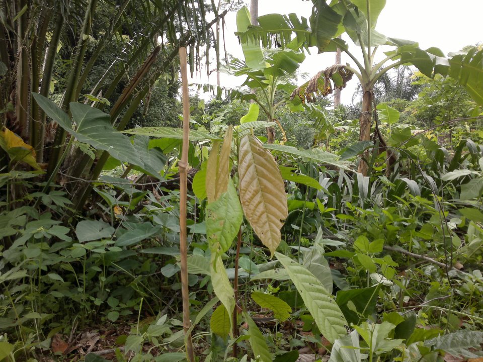 into the bush: multi-storey farming (agroforestry) and La Rose Cocoa Farm