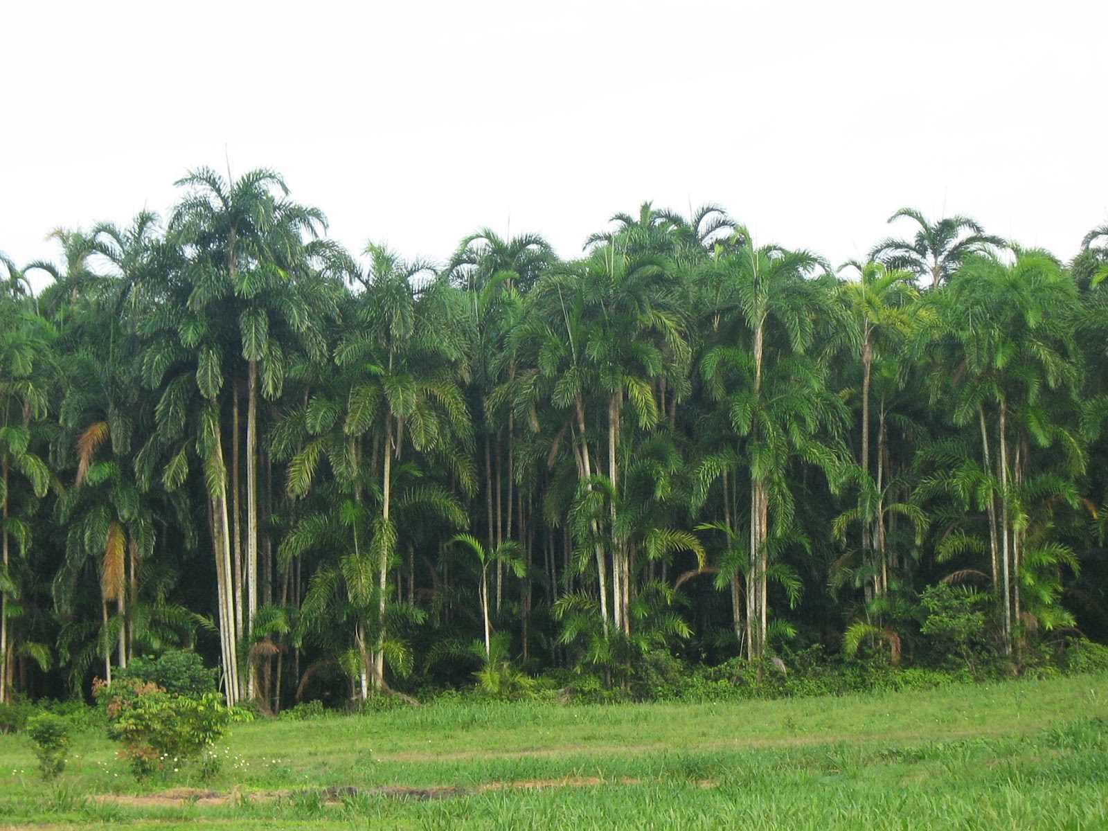 Pupunha (Bactris gasipaes Kunth) | A planta da vez