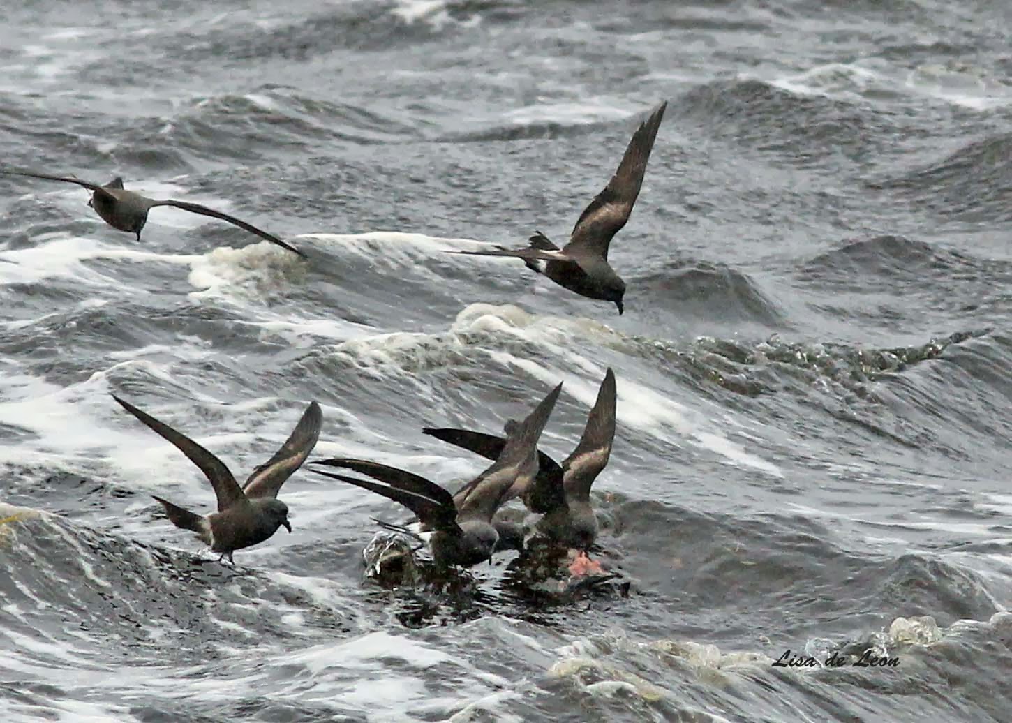 Birding with Lisa de Leon: Storm Petrels in Abundance