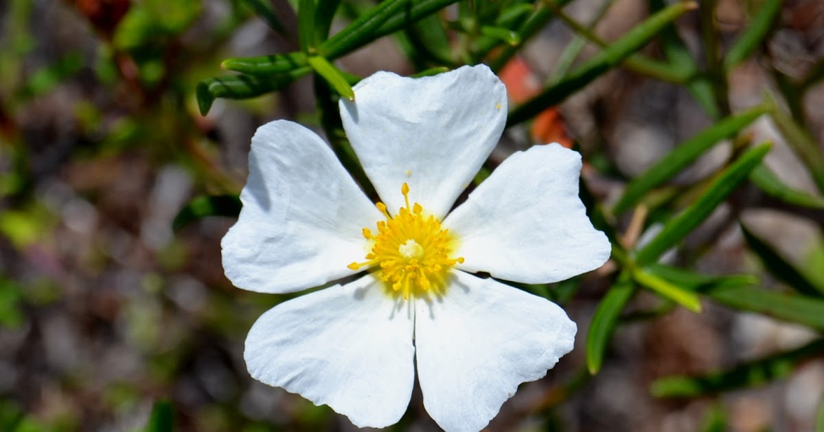 Plantas: Beleza e Diversidade: Esteva-das-areias (Cistus libanotis)