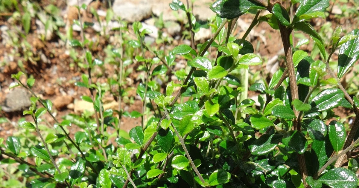 Herbs from Distant Lands: Ehretia microphylla - Fukien Tea, Fujian Tea ...