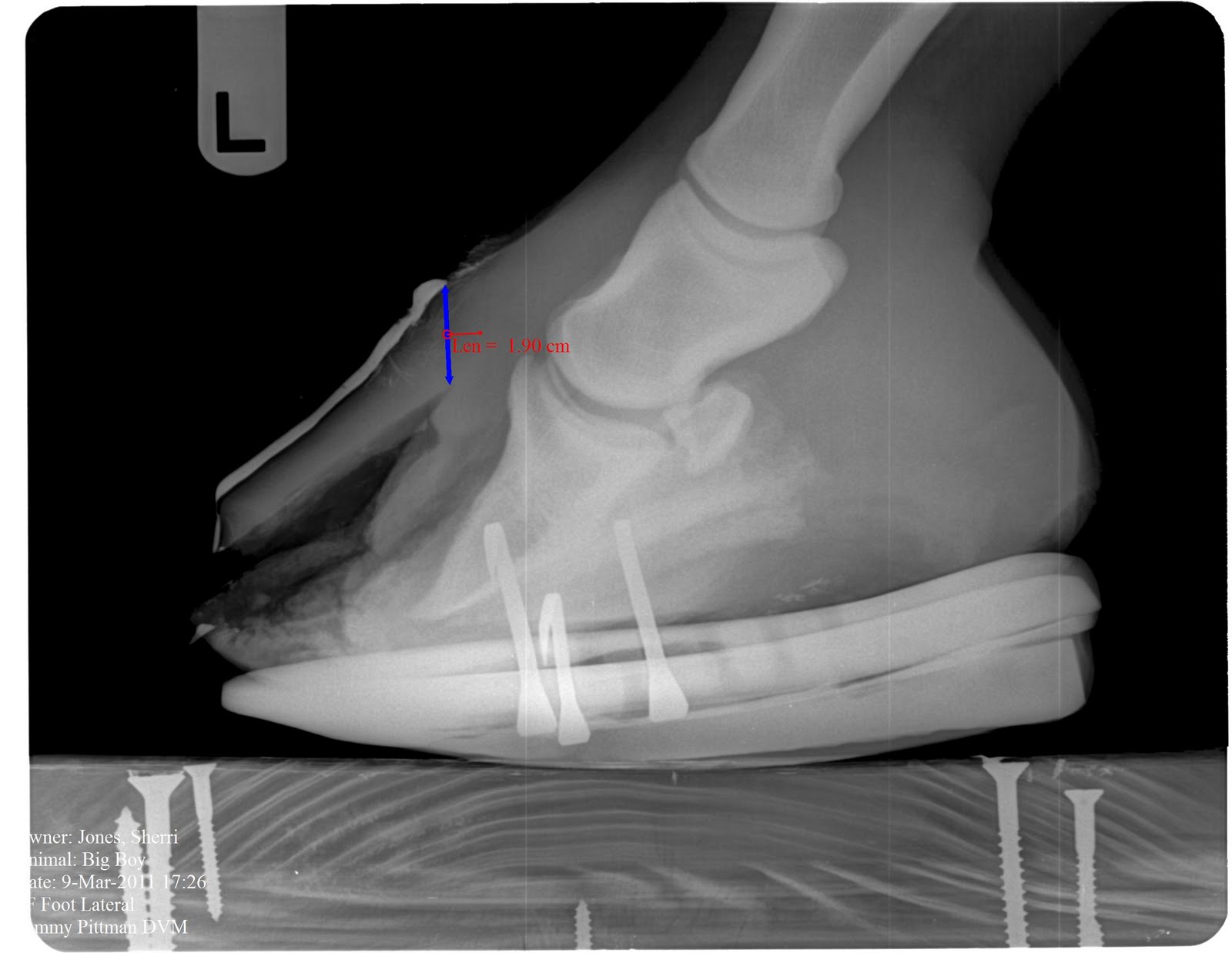 Innovative Equine Podiatry: White line disease case study