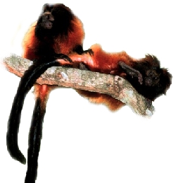 MICO LEÃO DA CARA PRETA (Leontopithecus caissara) - Klima Naturali™