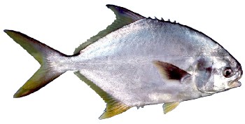 PEIXE PAMPO (Trachinotus carolinus)