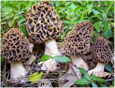 HONGOS ~ LENGUA CHURRA