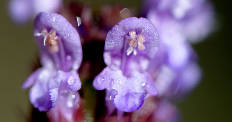 Macrophoto plaisir passion: La Brunelle commune, Prunella vulgaris