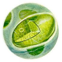 Chlorophyta Unicellular features, form, classification, reproduction ...