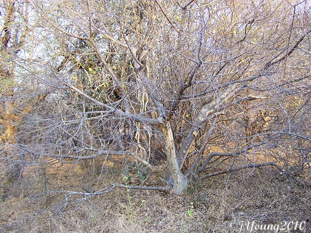Natures World of Wonder: African Star-chestnut / Tick Tree (Sterculia ...