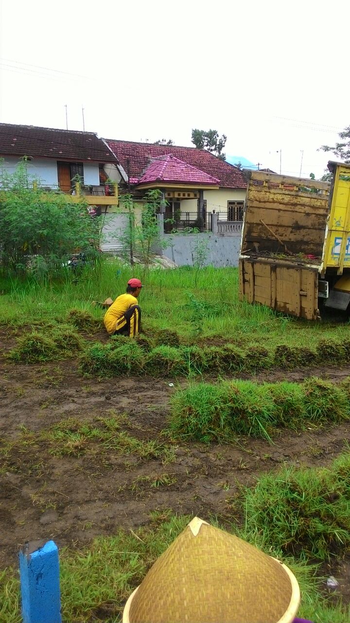 Harga Rumput embun pagi lamuran surabaya. Harga Rumput embun pagi ...